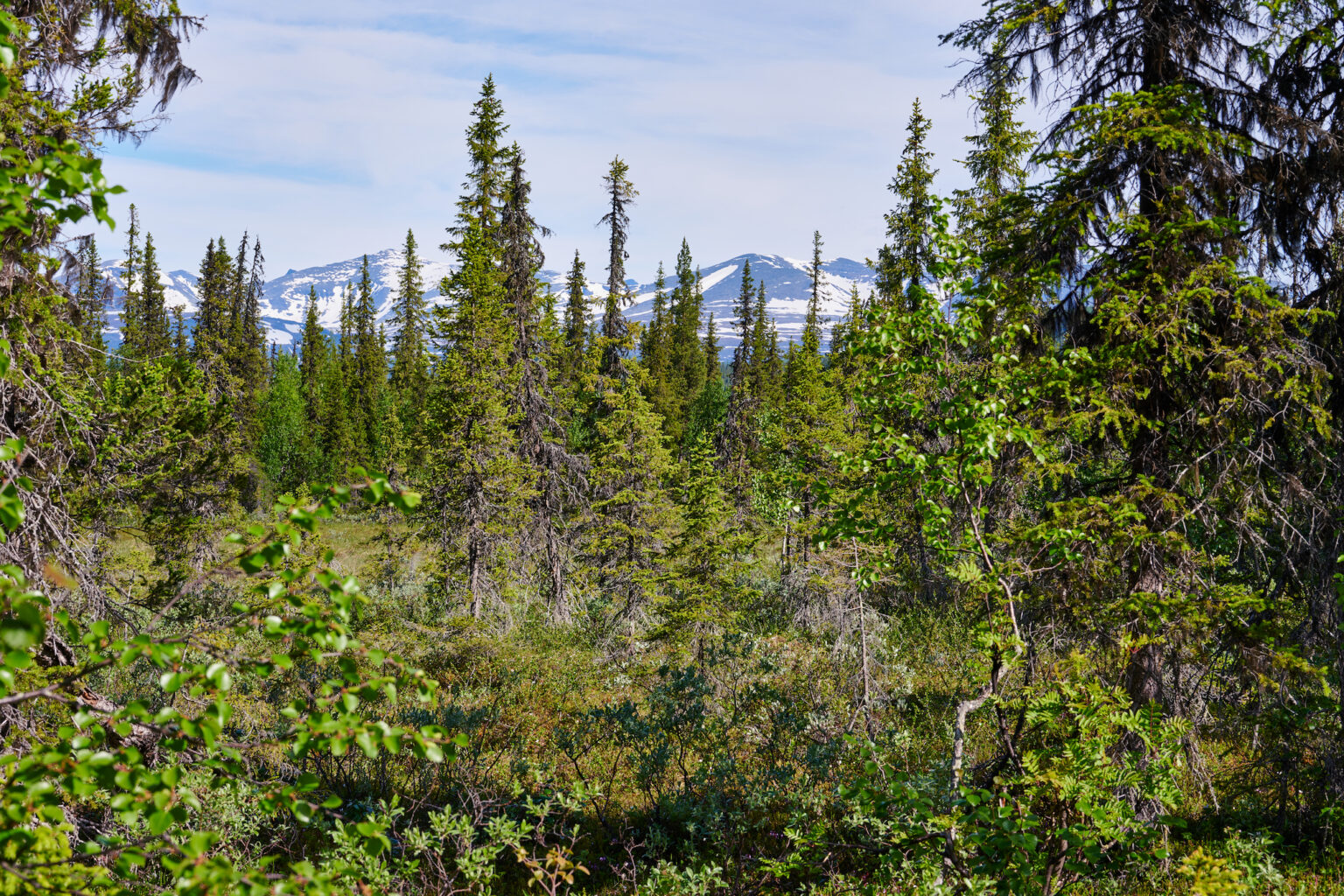 Kalhyggen? Nej tack. - Skydda Skogen
