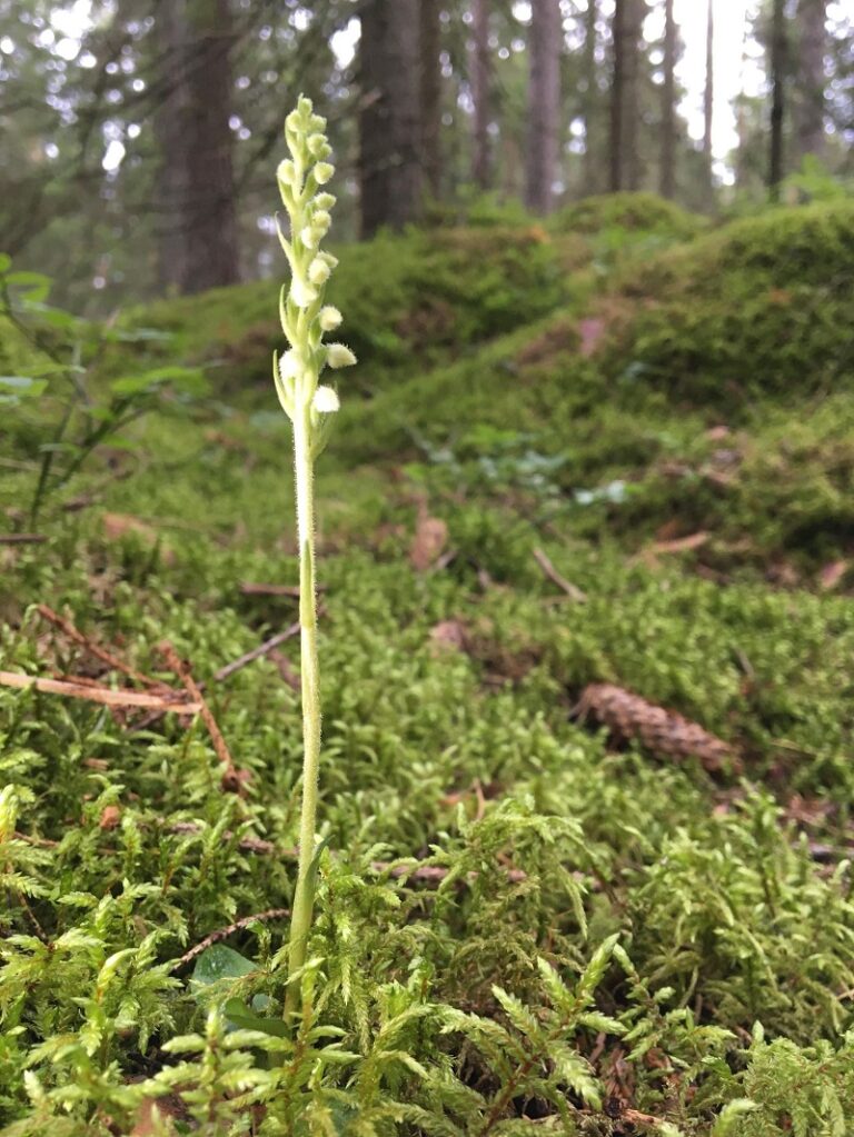 Knärot - en hotad skogsart med omdebatterat skydd - Skydda Skogen