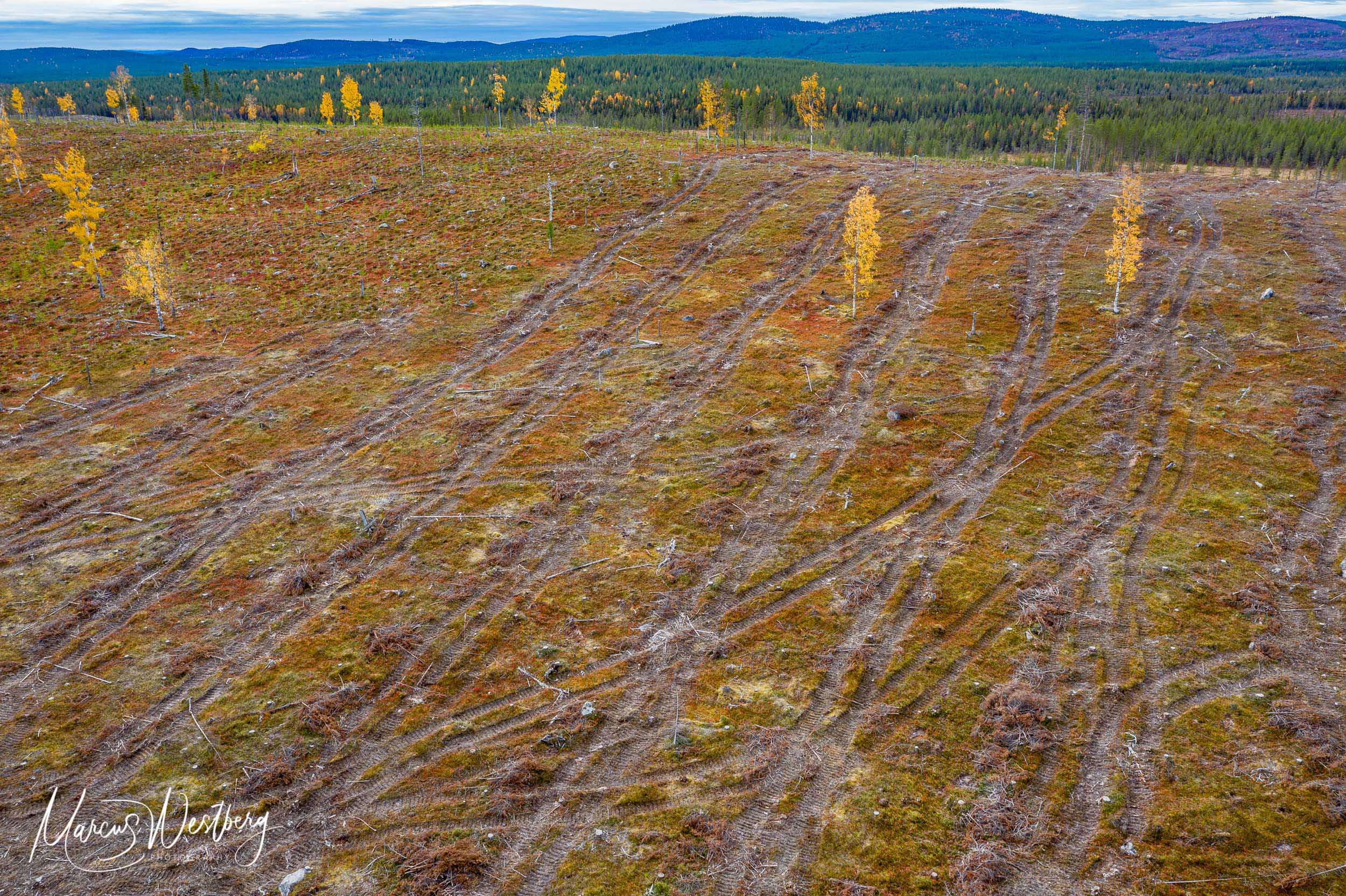 Bryr sig C om de små skogsägarna? - Skydda Skogen