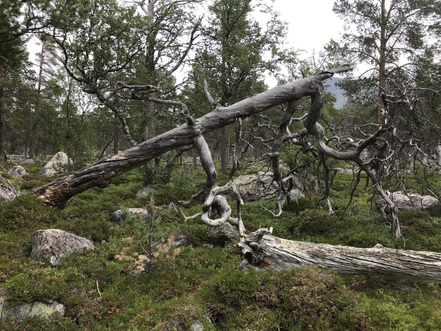 Skogskurser i Norrbotten 2022: Inventera mera gammelskog - Skydda Skogen