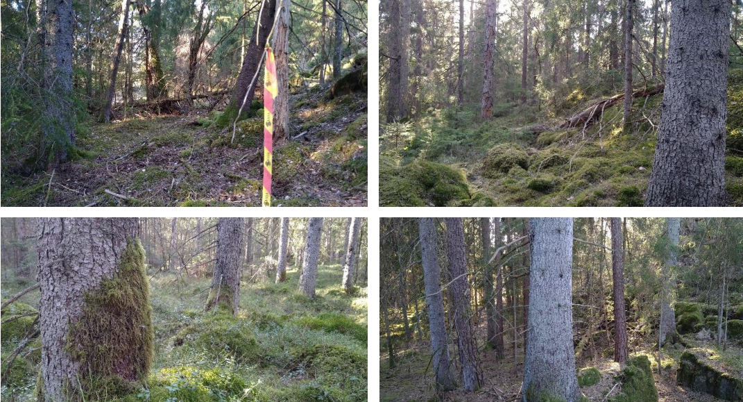 Akut hotad skog i Risveden, Västergötland