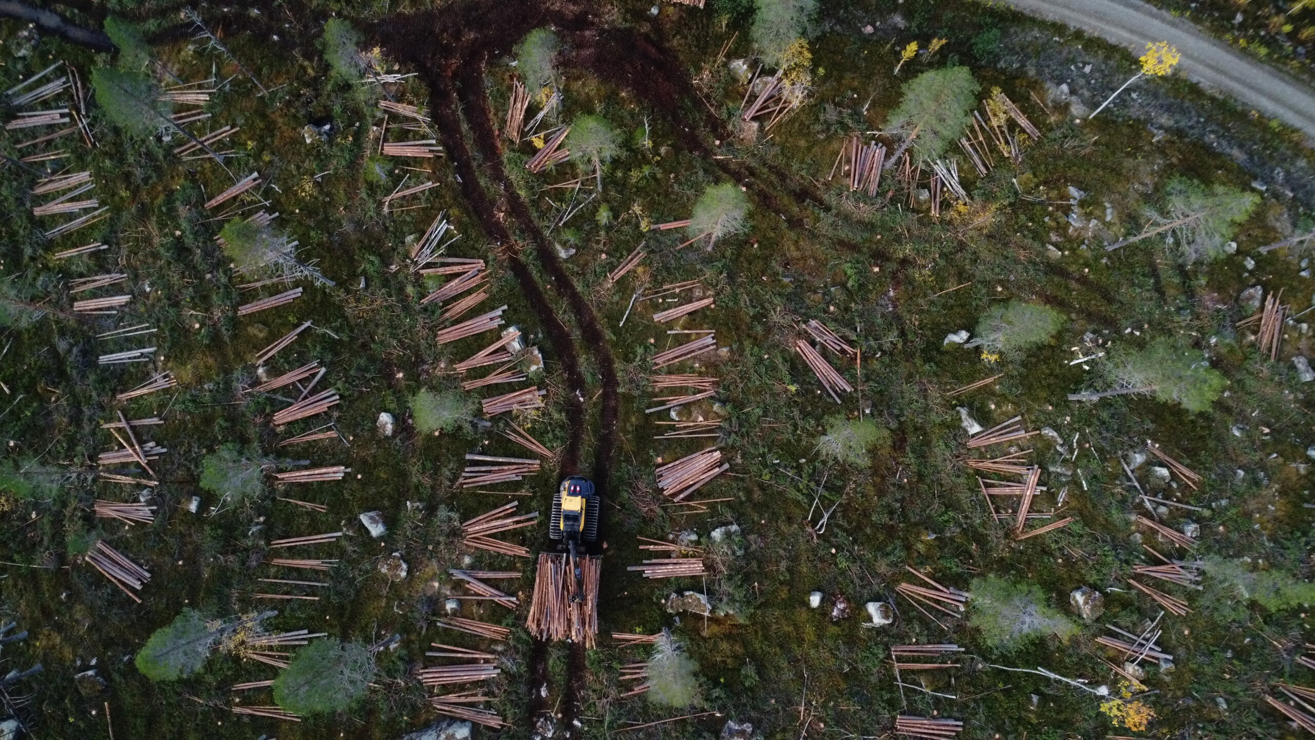 Swedish Pulp-giant to Drop Environmental FSC-Label - Skydda Skogen