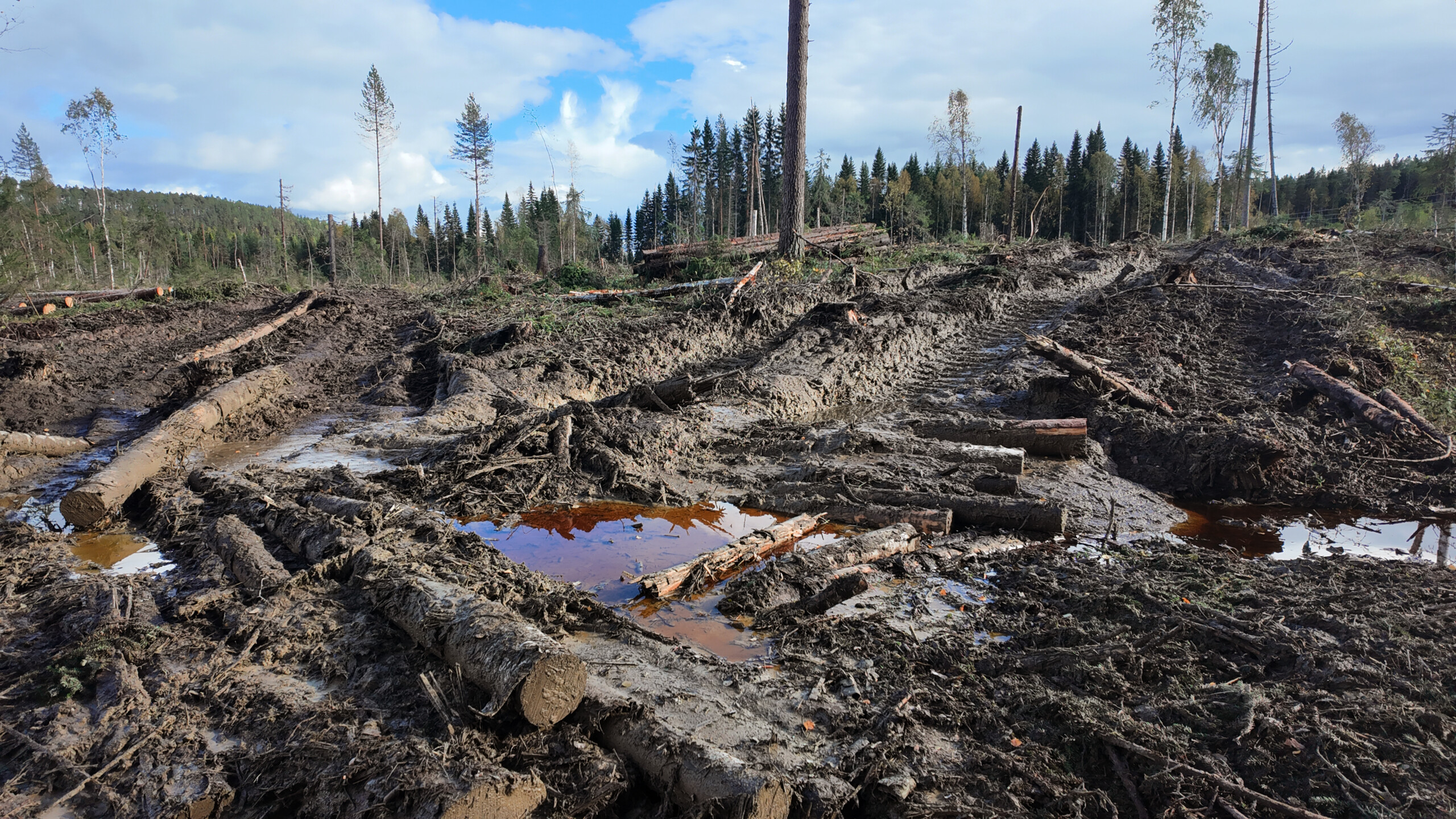 Why do we allow so much clear-cutting in Sweden? - Skydda Skogen